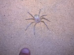 The long journey through the desert – Spectacular Mountains